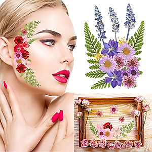 Real Dried Pressed Flowers Resin Leaves Natural Pressed Chrysanthemum Daisy Flowers with Tweezers for Scrapbooking DIY Candle Decoration Jewelry Crafts Making(Classic Style)