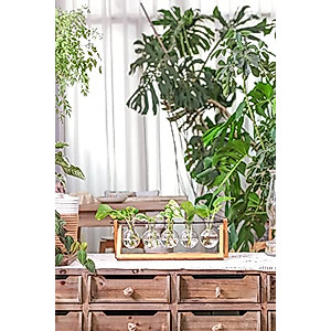 Ivolador Desktop Glass Bulb Plant Terrarium with Retro Solid Wooden Stand and Metal Swivel Holder for Hydroponics Plants Home Garden Wedding Decor (5 Bulbs)