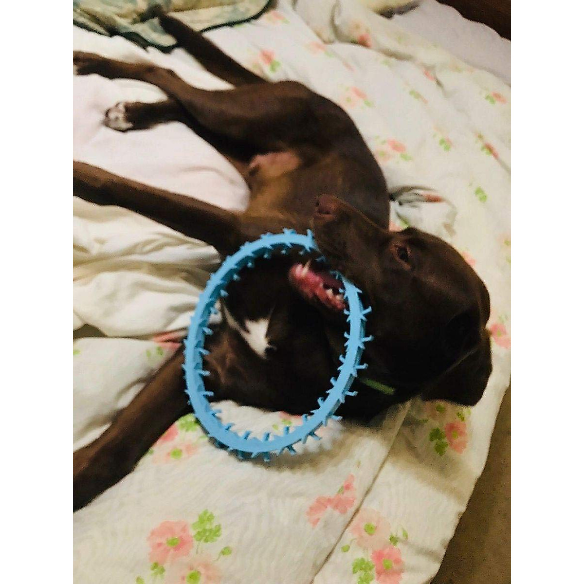 DentapupⓇ Dental Dog Toy Cleaning Teething Chew Ring with Teeth for Medium to Large Breed Dogs - Tartar & Plaque Remover, Gum Massager & Mouth Cleaner for Fresh Breath, Made in USA - Pink