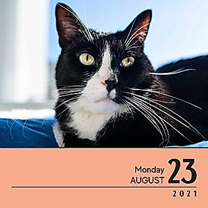 Cats 2021 Day-to-Day Calendar