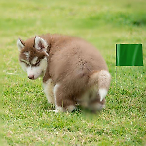 100 Pack Marking Flags 4-Inch by 5-Inch Stake Flags with 16-Inch Wire Staffs (Green)