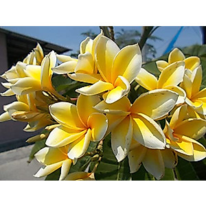 Set of 4 100% Hawaiian Plumeria (Frangipani) Plant Cuttings....From a PEST-FREE certified Hawaiian nursery with the proper U.S. Department of Agriculture stamp.