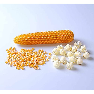 David's Garden Seeds Popcorn Mushroom (Yellow) 100 Non-GMO, Hybrid Seeds