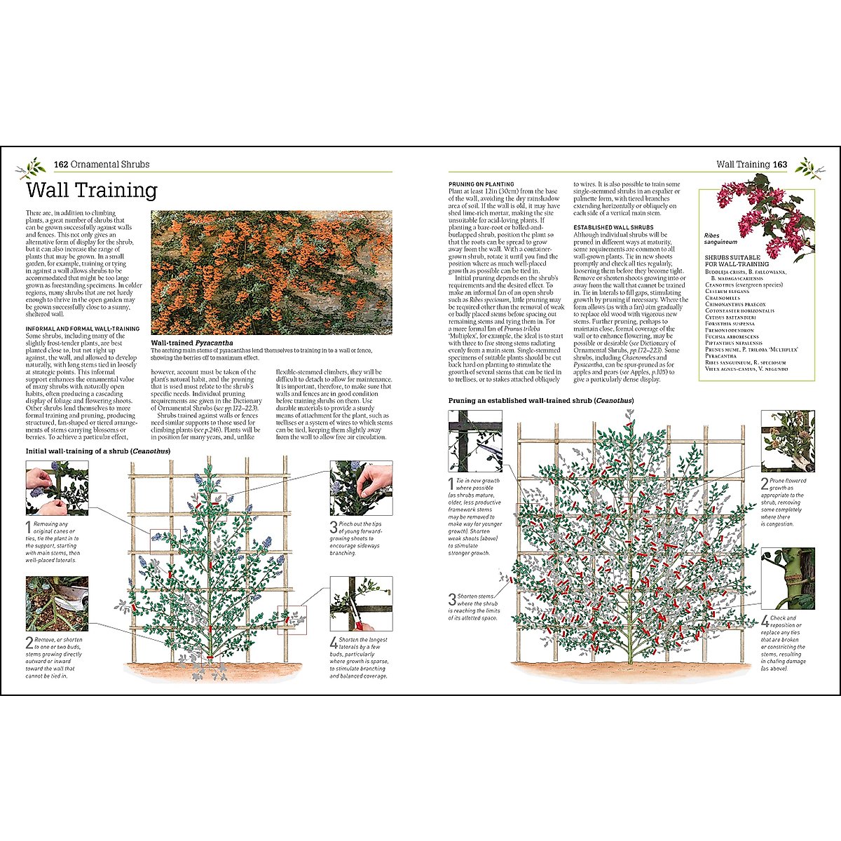 Pruning and Training, Revised New Edition: What, When, and How to Prune