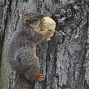 C&S Sweet Corn Squirrelog, 6-Pack Refill