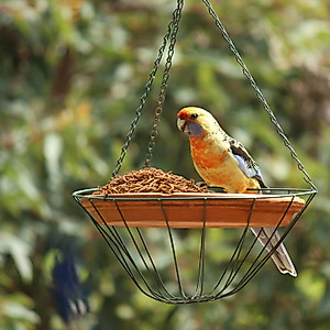 RANZ 2LBS Non-GMO Dried Mealworms for Chickens, High Protein Meal Worms, Premium Chicken Feed, Whole Large Mealworms for Wild Birds, Ducks, Fish