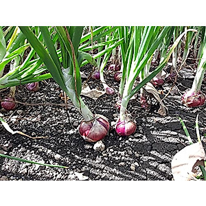 Red Shortday Burgundy Onion Seeds for Planting, 300+ Heirloom Seeds Per Packet, (Isla's Garden Seeds), Non GMO Seeds, Botanical Name: Allium cepa, Great Home Garden Gift