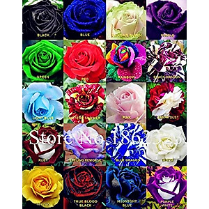 Dichondra Fresh 200 Pcs Rainbow Rose Flower Seeds for Planting Black