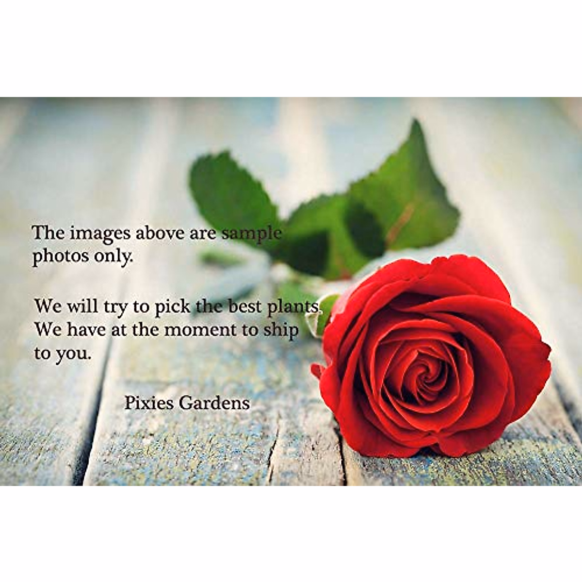 Pixies Gardens (5 Gallon) Red Delicious Apple Tree -America's Favorite and Most Popular Apple for Fresh Eating and Baking.