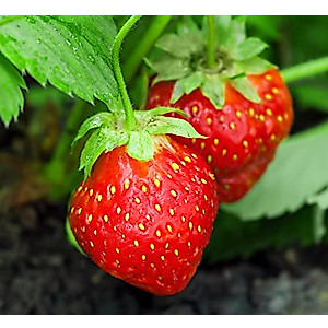 200+ Red Climbing Strawberry Seeds for Planting - Easy to Grow Everbearing Garden Fruit Seeds - Ships from Iowa, USA