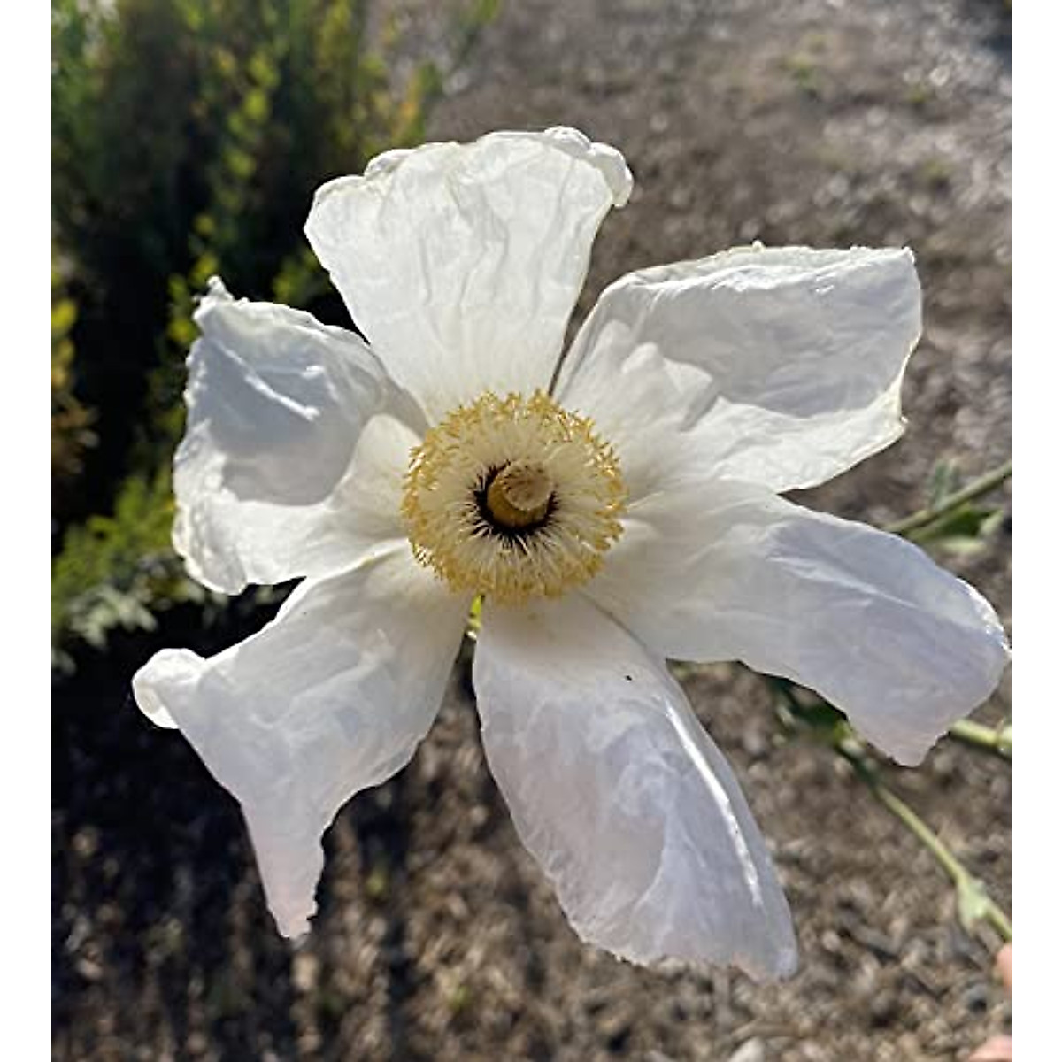 DesertUSA Desert Garden Seed Starter Kit