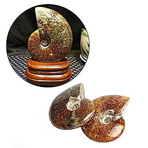 Wixine 2Pcs Natural Iridescent Ammonite Facet Specimen Fossil Madagascar Stone Gem