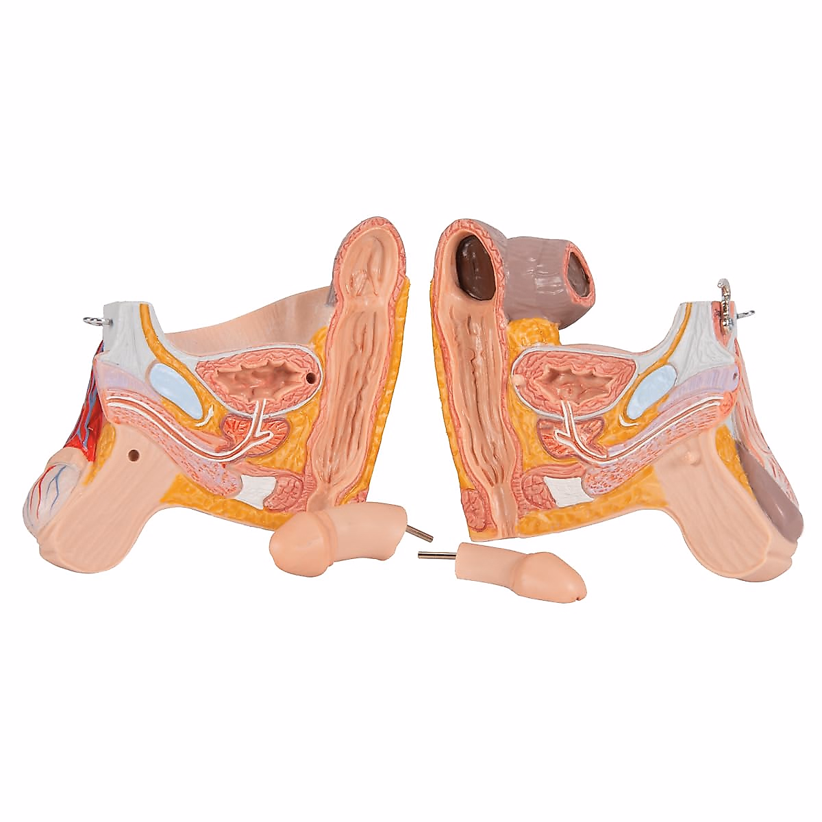 3B Scientific B50 Dual Sex Muscle Figure 45-part - 3B Smart Anatomy