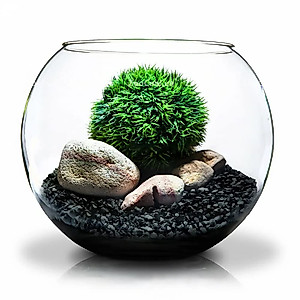 Horticultural Charcoal 1 QT & Orchid Potting Mix 1 QT by Doter