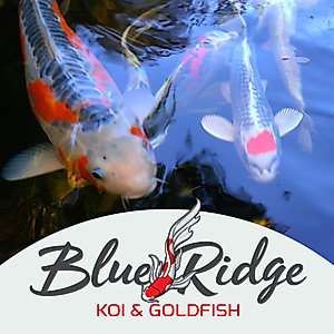 Blue Ridge Koi Fish Food 2lb - Koi Food 3/16” Large Growth Formula, Goldfish Food, Premium Fish Food for Ponds, Ponds Fish Food, Koi Food Fall and Winter Fish Food, Floating Pond Pellets