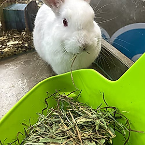 Blue Mountain Hay | 15 oz. Fresh Alfalfa Hay | Available in 15 oz. & 40 oz. Pouches | Nutritious, Delicious Meal Or Snack for Rabbits, Guinea Pigs, Hamsters, Gerbils, Rats, and Other Small Pets