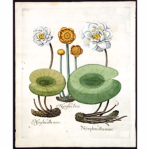 [European white water lily] Nymphµa alba maior; [European white water lily] Nymphµa alba minor; [Yellow pond lily] Nymphµa lutea