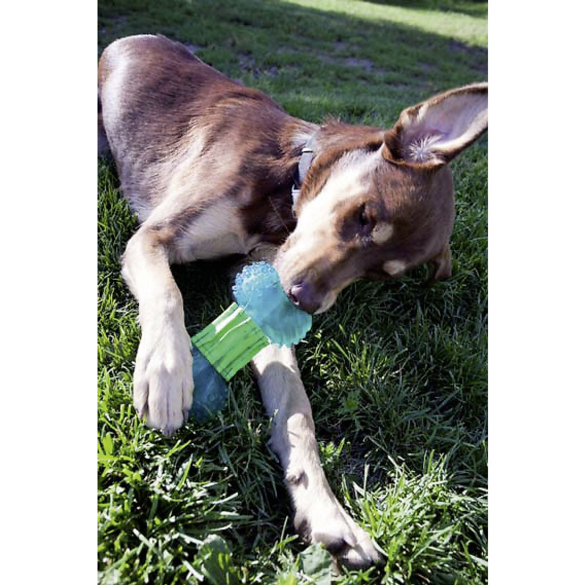 Dogit Design GUMI Dental Dog Toy, Chew and Clean, Medium