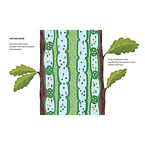 Trees: Haiku from Roots to Leaves