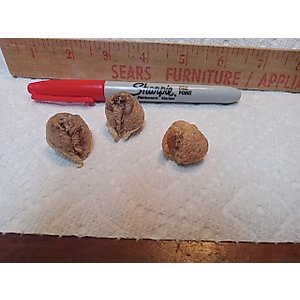 3 - Chinese Praying Mantis Egg Cases - (Smaller Size) Same as All Others Except Smaller - Shipped in a 32 oz Crystal Clear Hatching Habitat.