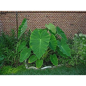 Live Bulbs Colocasia Elephant Ear Huge Leaf Esculenta Elephant Ear Taro Gabi Kalo Eddo Bulbs Ready to Grow Tropical Garden Plant (2 Bulps)