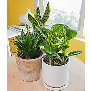Essential Houseplant Collection (4PK) Live Plants Indoor Plants Live Houseplants in Plant Pots, Easy House Plants Indoors Live, Snake Plant, Pothos in Potting Soil, Clean Air Plants by Plants for Pets