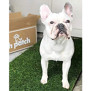 Fresh Patch XL - Real Grass Pee and Potty Training Pad for Large Dogs and Multi-Dog Households - Indoor and Outdoor Use - 48 Inches x 24 Inches