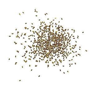 Seed Needs, Swiss Giants Pansy Seeds - 600 Heirloom Seeds for Planting Viola wittrockiana - Annual, Edible Flowers, Attracts Butterflies (2 Packs)