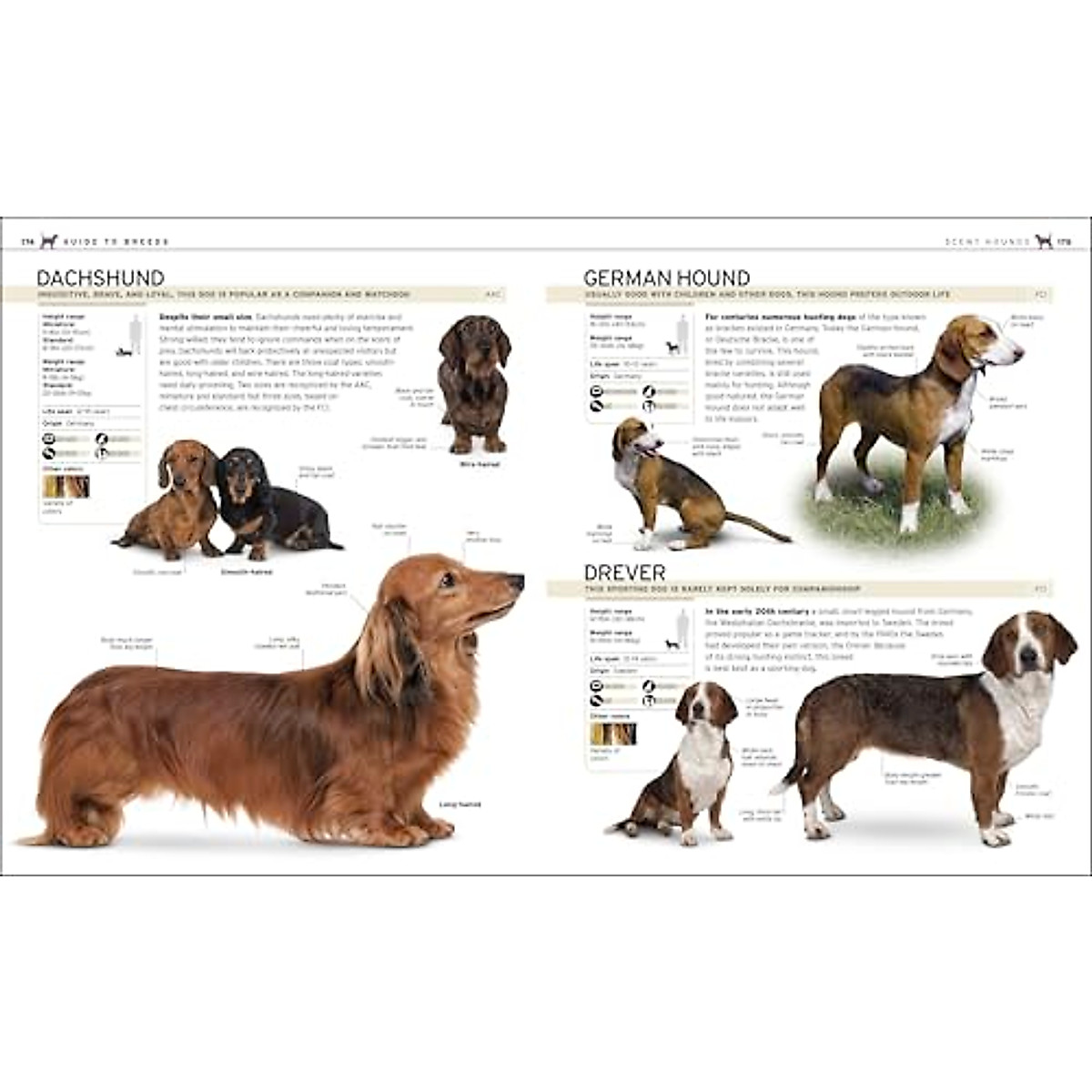 The Complete Dog Breed Book, New Edition (DK Definitive Pet Breed Guides)