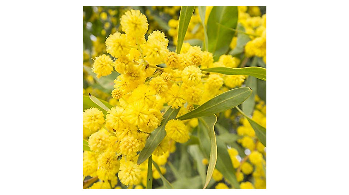 Golden Mimosa Seeds - Bloom All Year Round
