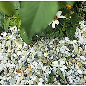 3lb Jade Bean Sand Stone-Succulents and Cactus Bonsai DIY Projects Rocks,Decorative Gravel for Plants and Vases Fillers,Terrarium,Fairy Gardening,Natural Stone Top Dressing for Potted Plants (5mm-8mm)