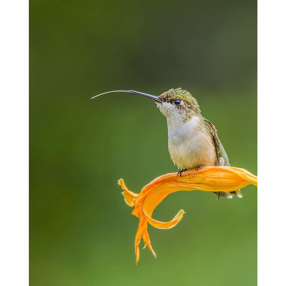 Posterazzi DPI12388212 Ruby-Throated Hummingbird (Archilochus colubris) Resting on an Orange Lily with a Green Background Redbridge, Ontario, Canada Photo Print, 13 x 17, Multi