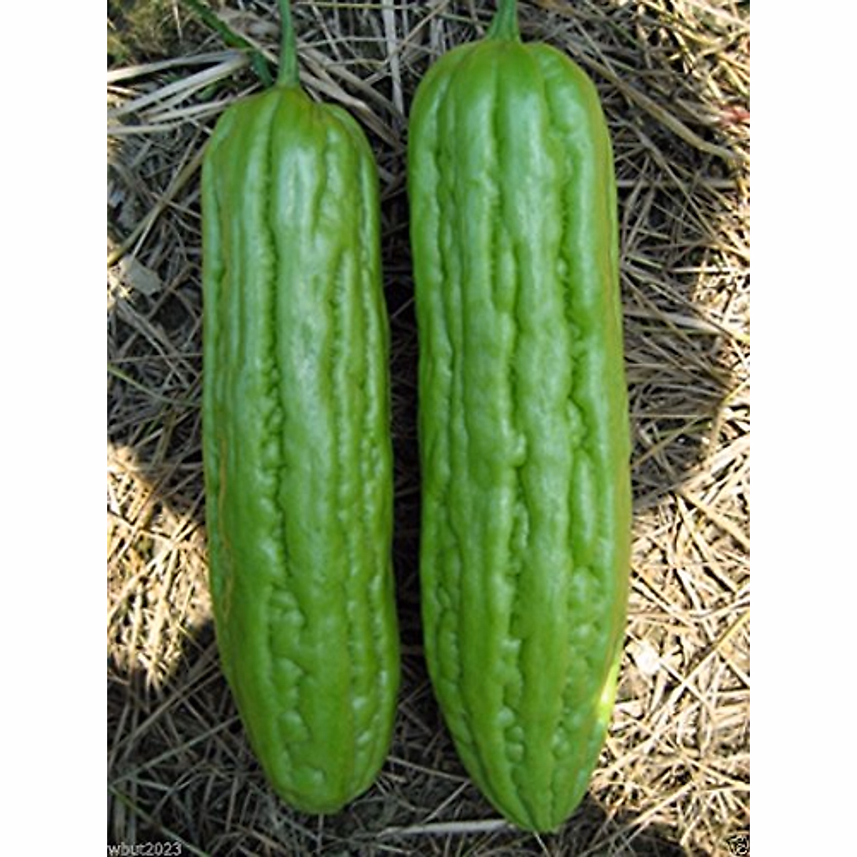 Bitter Gourds Seeds (Asian vegetable)"Green Skin" - 8-10" long - balsam pear(25 Seeds)