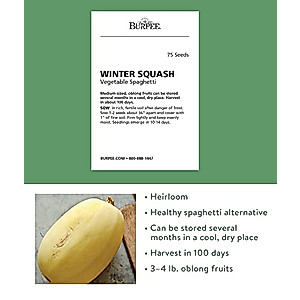 Burpee Vegetable Spaghetti Winter Squash Seeds 75 seeds