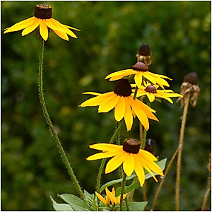 Seed Needs, Black-Eyed Susan Seeds - 120,000 Heirloom Seeds for Planting Rudbeckia hirta - Yellow Perennial Flowers to Attract Butterflies & Bees to The Garden (Large Bulk Pack)