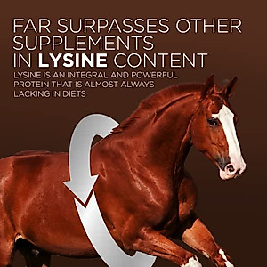 Formula 707 MuscleMx Equine Supplement, 3lb Bucket – Conditioning Support and Muscle Builder for Horses with Lysine, Gamma Oryzanol, Creatine & OKG