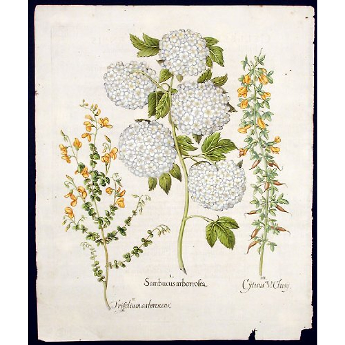 Sambucus arborrosea [Snowball viburnum]; Trifolium arborescens [Garden broom]; Cytisus V. Clusy [Low-growing alpine broom]