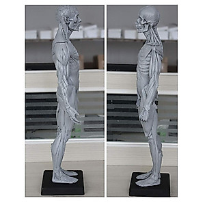 Male&Female Human Anatomy Figure Anatomical Skull Head Body Muscle Bone and Skin Model Lab Supplies, Anatomical Reference for Artists,60cm