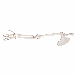 Axis Scientific Human Life-Size Right Arm Skeleton Model, Anatomically Accurate Human Skeletal Right Arm, Includes All Bones Plus Clavicle, Scapula and Articulated Hand Bone – Detailed Product Manual