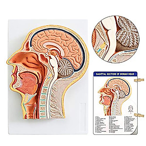 Evotech Scientific Human Relief Median Section Head Model, Head and Brain Model, Medical Head Brain Neck Median Section Study Model, Natural Size, Oral and Nasal, Larynx & Pharynx Model