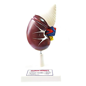 Saini MEDICOS Human Kidney Model on Stand for Labs and Schools
