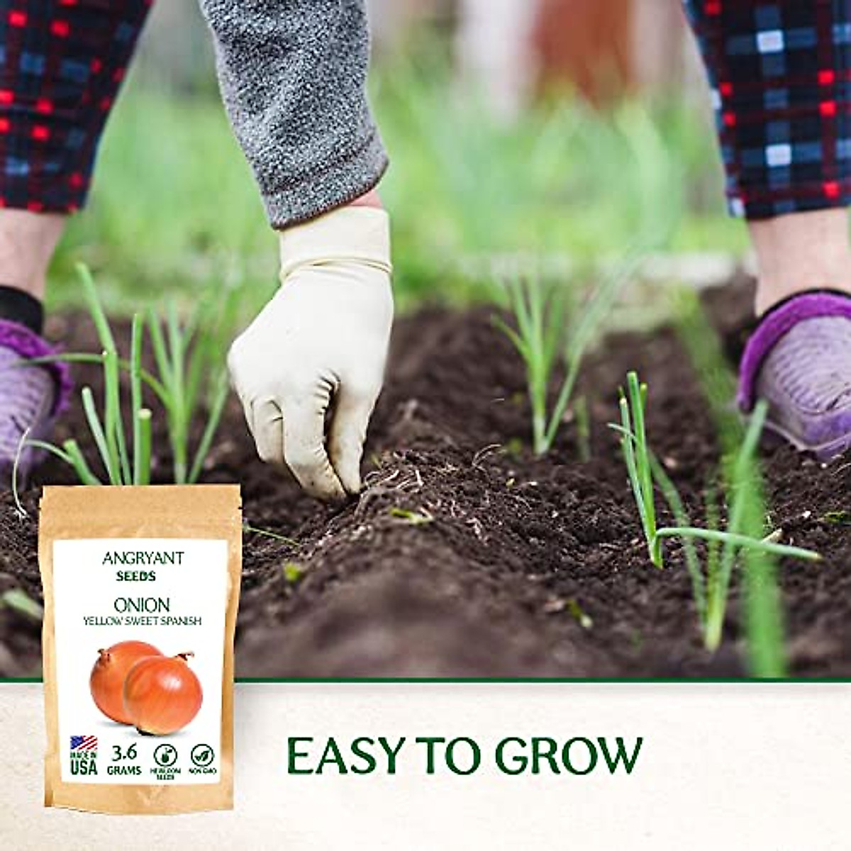 Yellow Sweet Spanish Onion Seeds for Planting Indoors and Outdoors - 1600+ Non GMO Seeds Per Packet - 100% USA Grown - Heirloom Seeds for Home Vegetable Garden