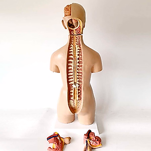 KINOFU Teaching Model, Human Torso Body Model 55Cm Anatomy Anatomical Medical Internal Organs Trunk Human Internal Body Model for Teaching Anatomy Biology Teaching Aids