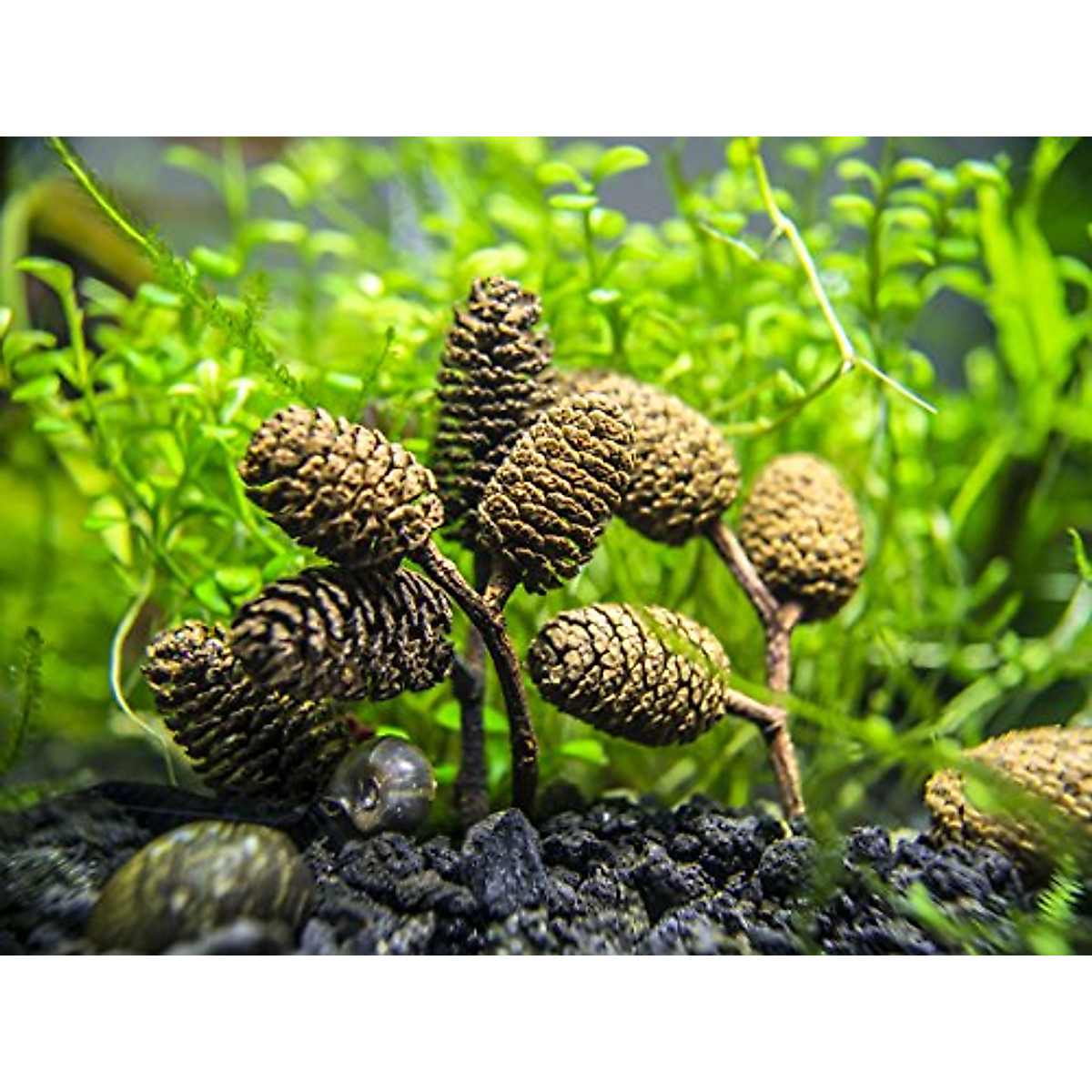 Aquatic Arts 50 Alder Cones | Shrimp Aquarium Decorations |pH Reducer & Buffering Water Treatment |Freshwater Fish Tank Supplies/Accessories