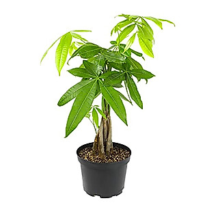 Money Tree Plant Indoor House Plants, Chinese Money Plant Decor, Bonsai Tree Feng Shui Decor, House Plants Indoors Live Plants Indoor Plants Live Houseplants Live Indoor Live Plants by Plants for Pets