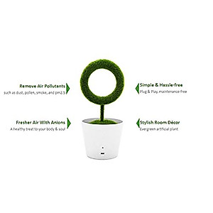 Rockwood Plant Air Purifier