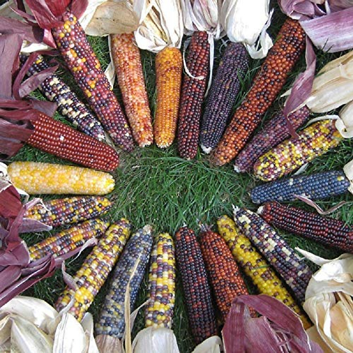 David's Garden Seeds Popcorn Red Husk Spectrum 7567 (Multi) 100 Non-GMO, Heirloom Seeds