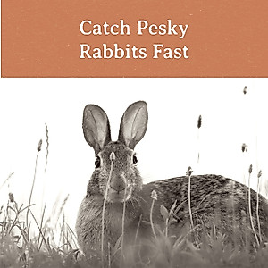 Rabbit Magic Paste Bait 8 Oz | Sweet Scented & Highly Attractive Lure for Rabbits Bunnies Raccoons | Good All Season Long to Get Rid of Rabbits in Yard Garden | 48 Live Trap Sets | USA Handcrafted