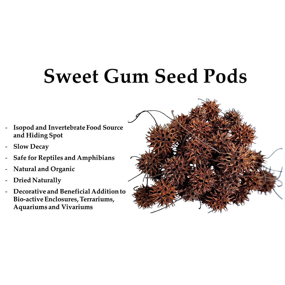 Sweet Gum Tree Seed Pods for Reptiles, Amphibians, Isopds, Terrarium, Bioactive Enclosures, 20 Count of Large 1" - 1.5" Natural and Organic Hand Collected Spikey Balls