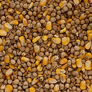 BACKWOODS ATTRACTION Flamekissed 22% Blend Corn and Soybean Roasted Grains - Attractant and Supplement - 50 Pound Bag